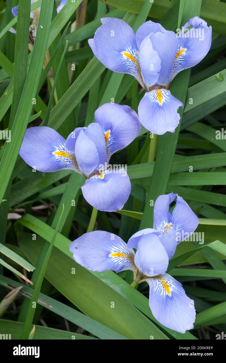 Blue yellow iris hi-res stock photography and images - Alamy