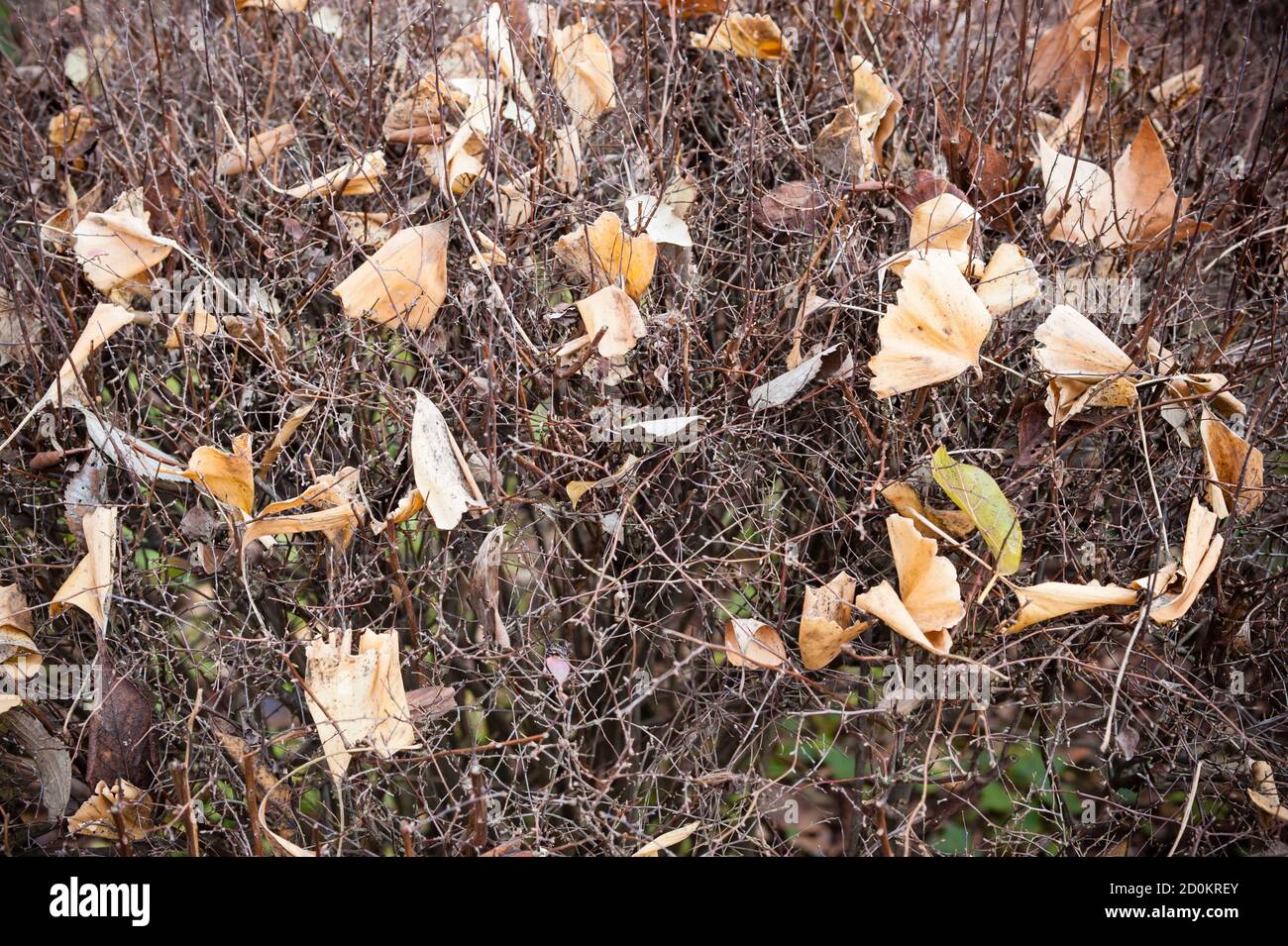 Dead leaves fallen on leafless bush in Autumn Stock Photo - Alamy