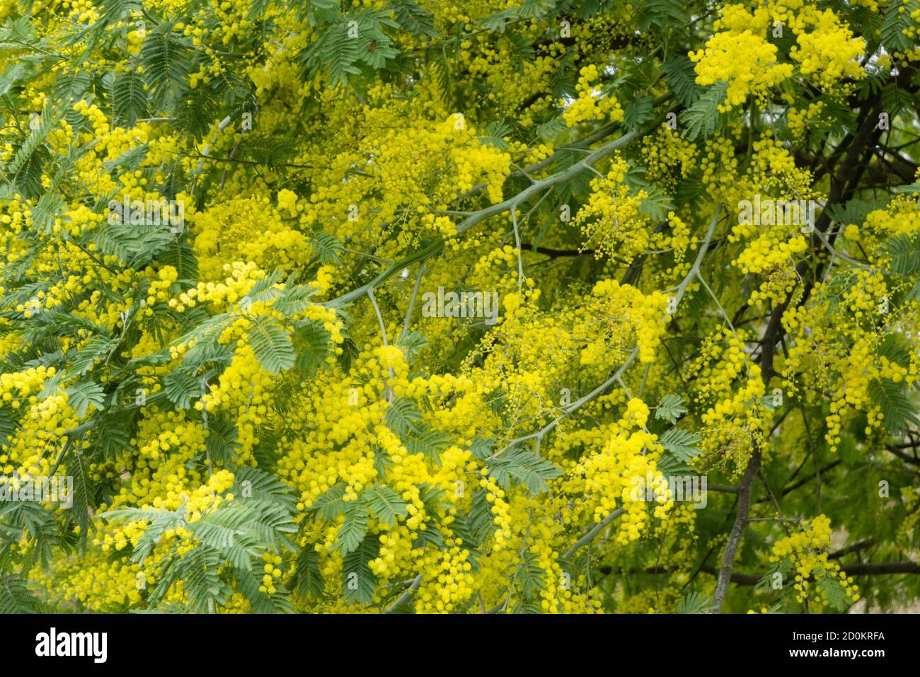 Mimosa, silver blue wattle, Acacia dealbata tree with yellow flowers in ...