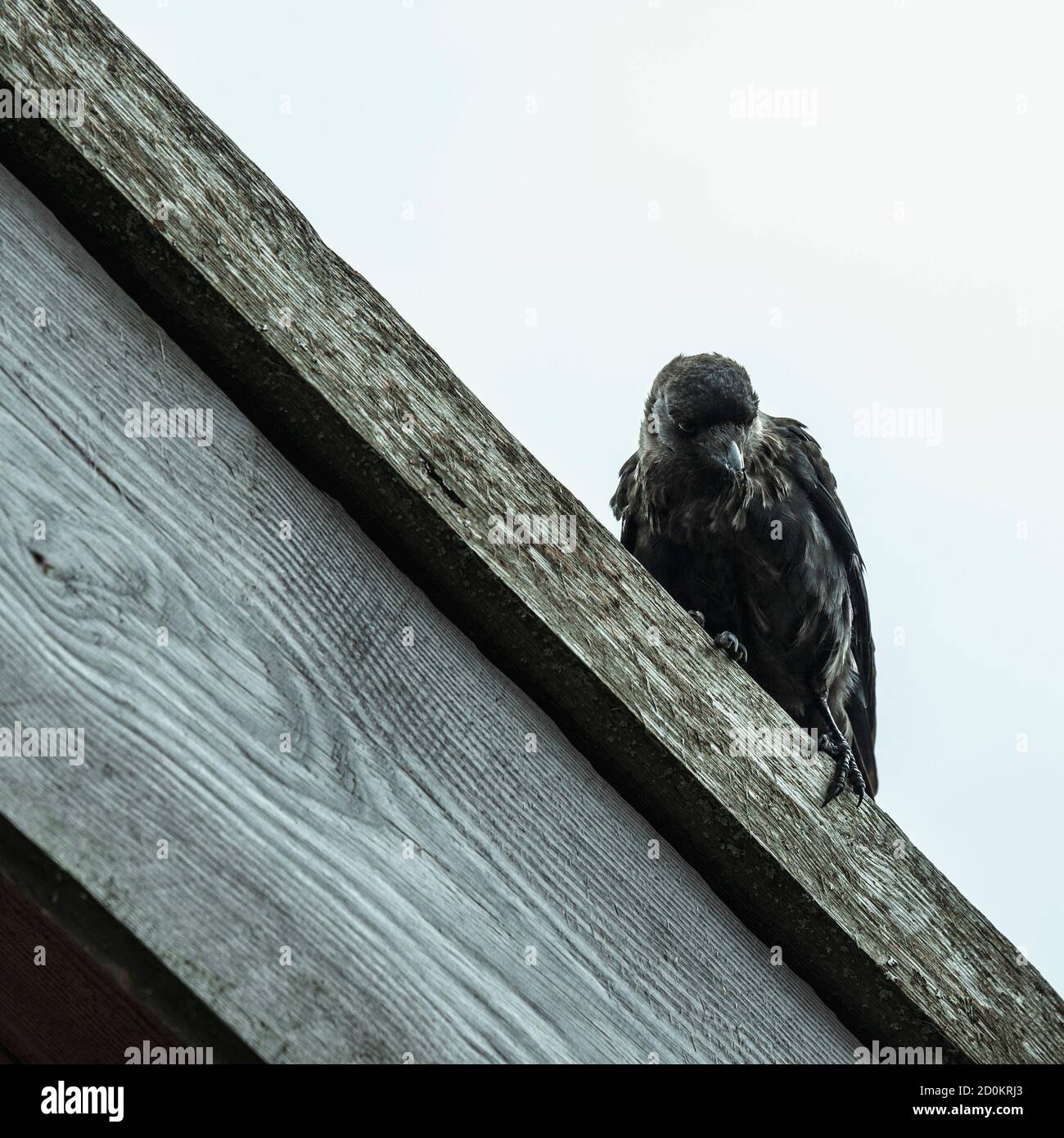 Alone crow on a roof Stock Photo - Alamy
