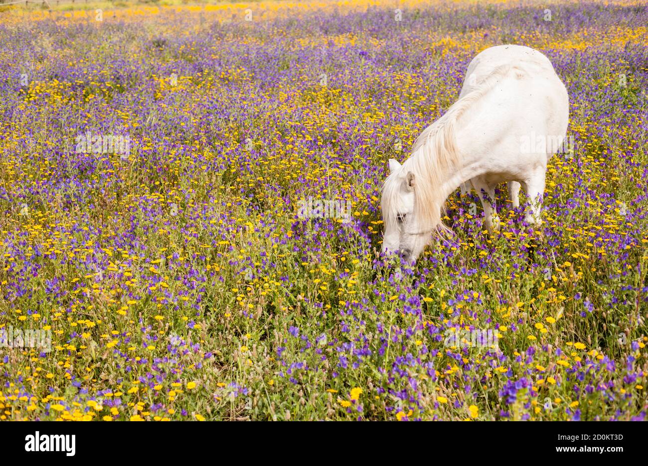 White horse grazing flowers hi-res stock photography and images - Alamy