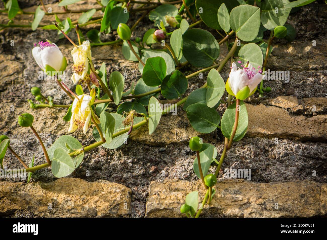 Plant with flowers of Capparis spinosa, caper bush, Flinders rose ...