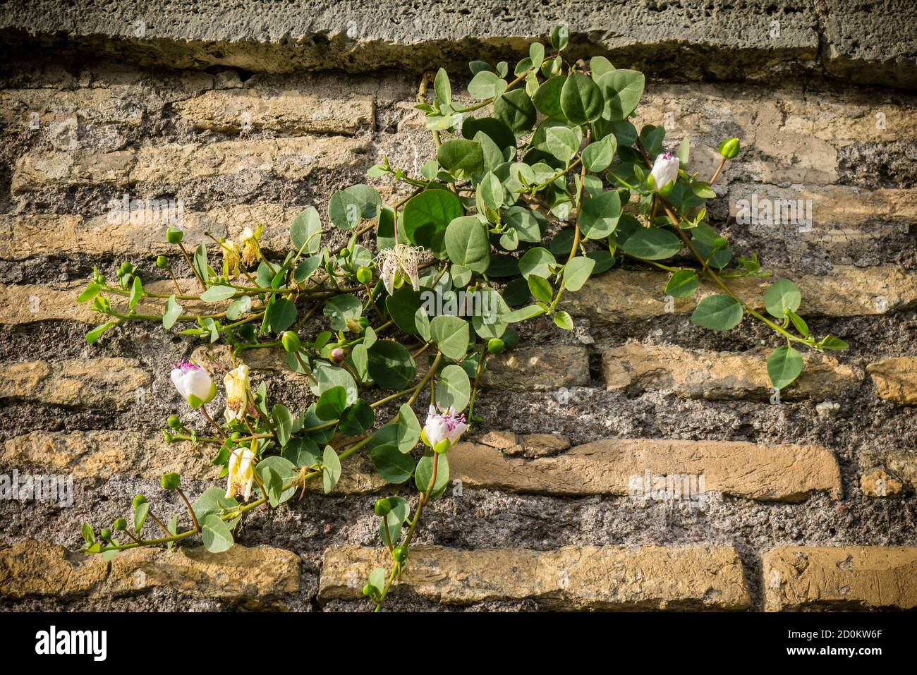 Plant with flowers of Capparis spinosa, caper bush, Flinders rose ...