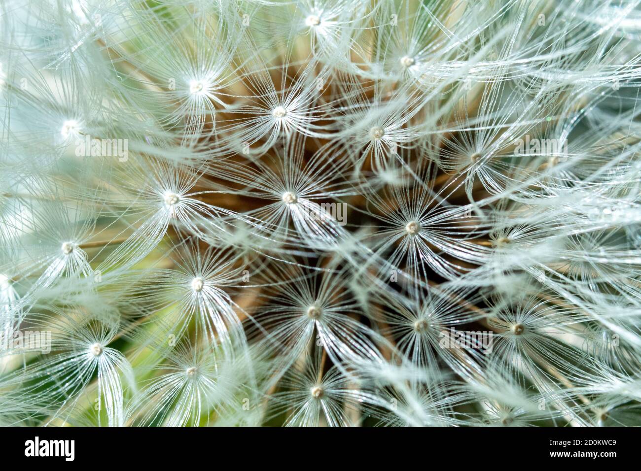 Structure of the seeds of a dandelion Stock Photo - Alamy