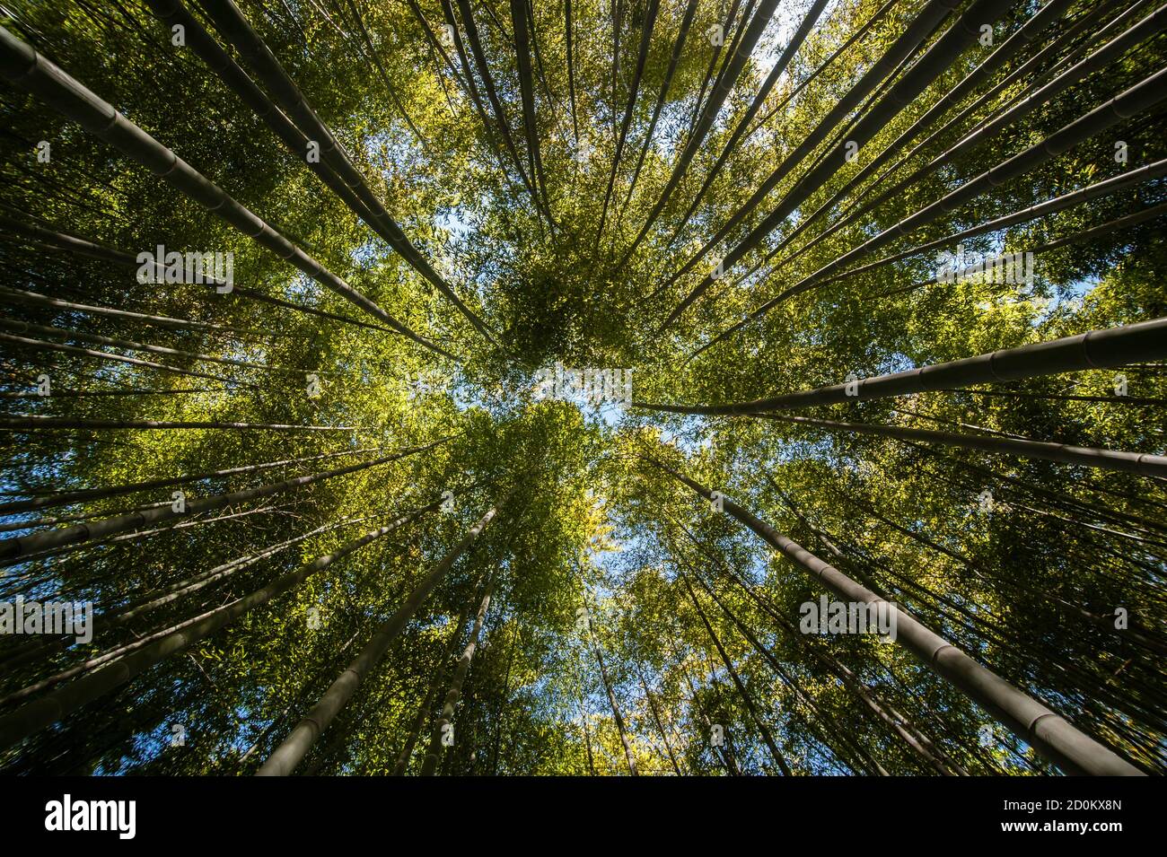 Ancient bamboo forest seen from the ground level up Stock Photo - Alamy