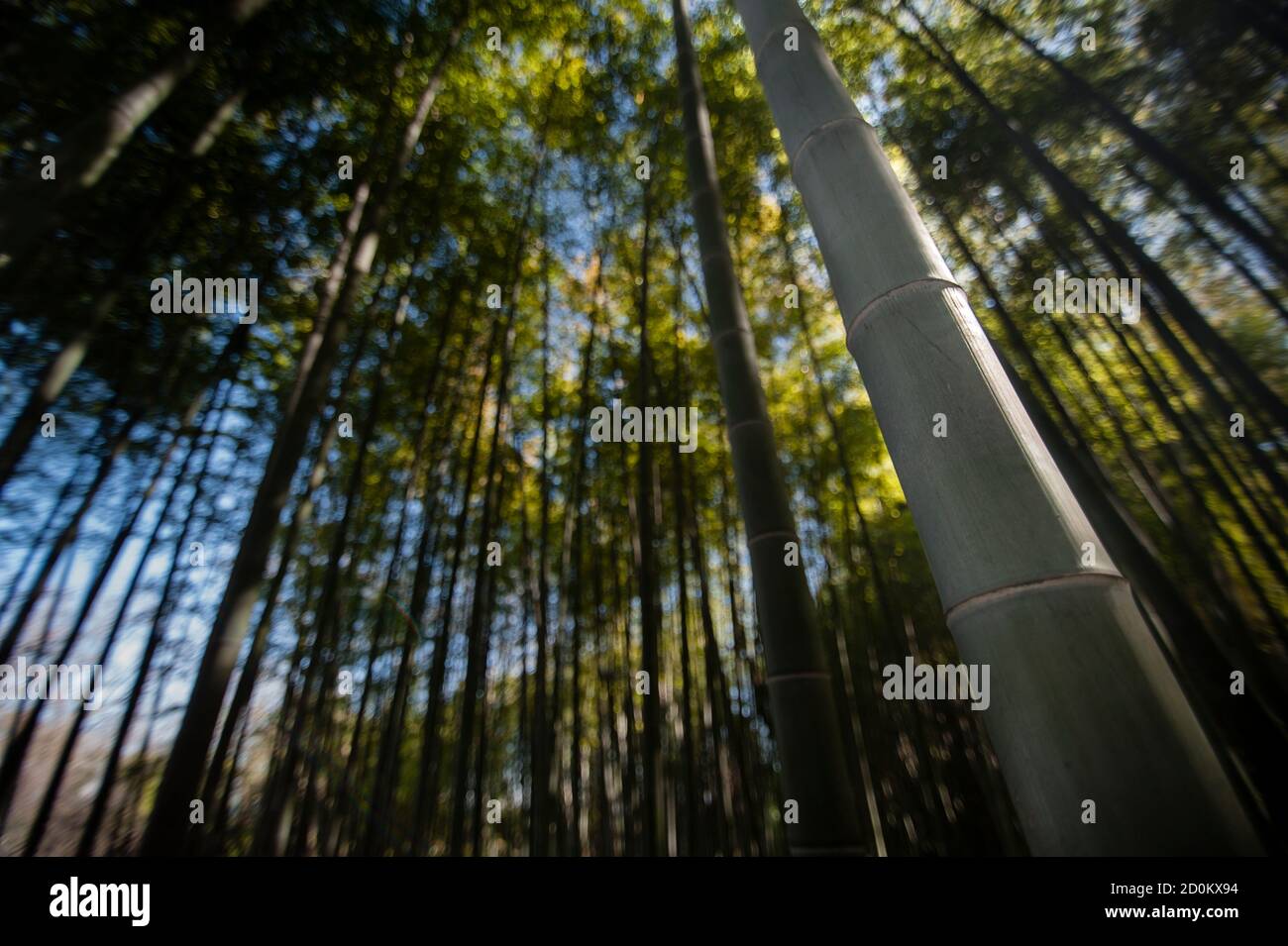 Ancient bamboo forest seen from the ground level up Stock Photo - Alamy