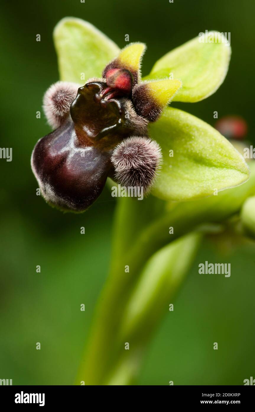 Ophrys bombyliflora, bumblebee orchid, species native from the ...