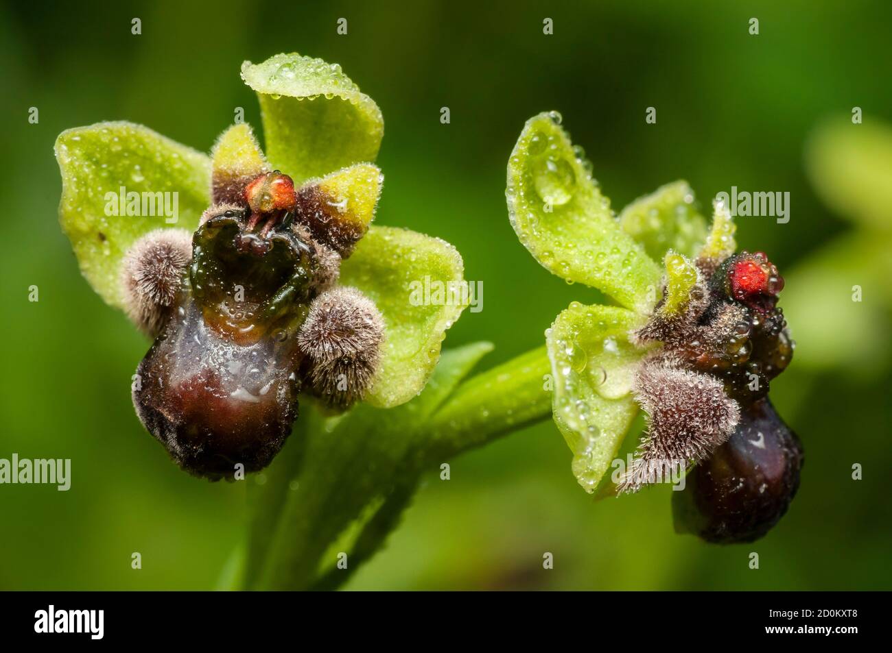 Ophrys bombyliflora, bumblebee orchid, species native from the ...