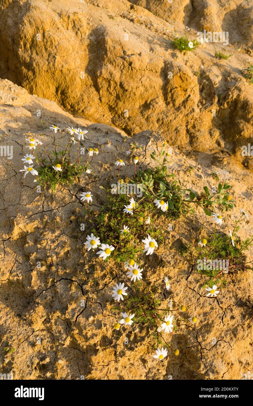 Chamomile plants in full bloom in a desertic sandy land Stock Photo - Alamy