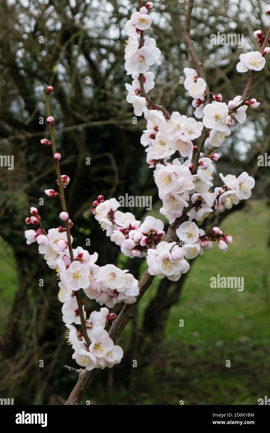 Ornamental cherry blossom in full bloom in Spring Stock Photo - Alamy
