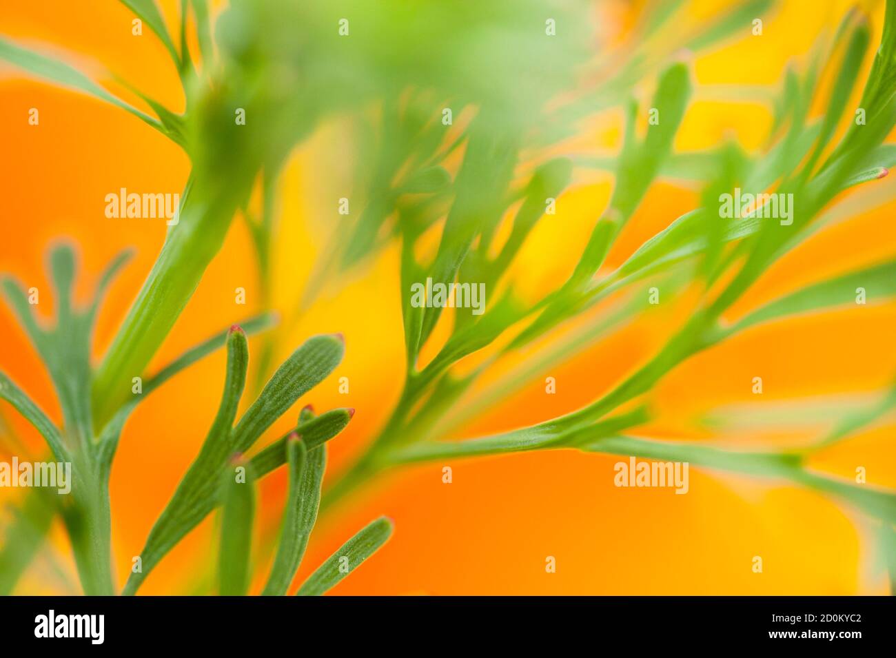 California poppy leaves hi-res stock photography and images - Alamy