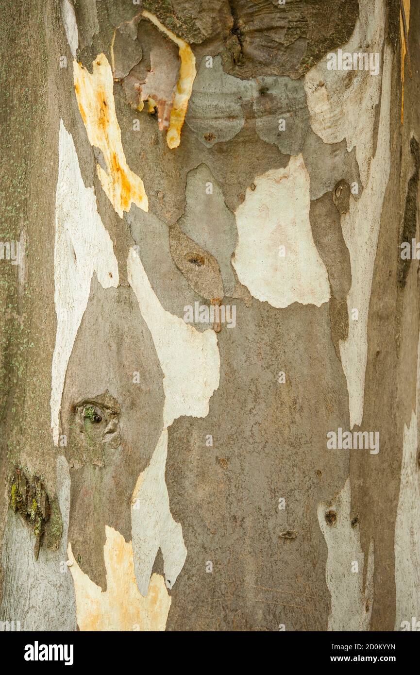 Bark detail of Plane tree trunk, Platanus native to the Northern ...