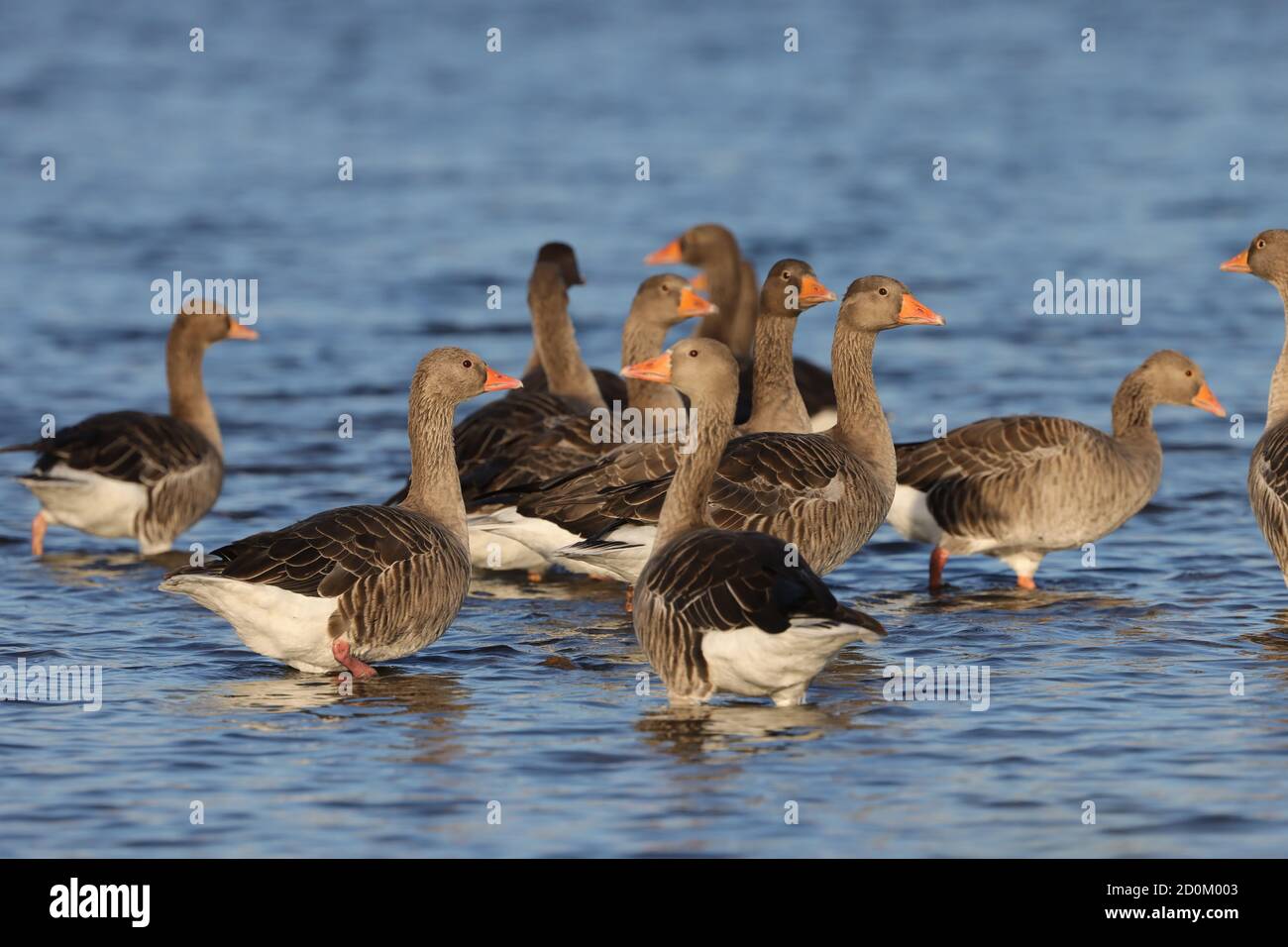Greylag Geese St Adian's RSPB Yorkshire UK Stock Photo - Alamy