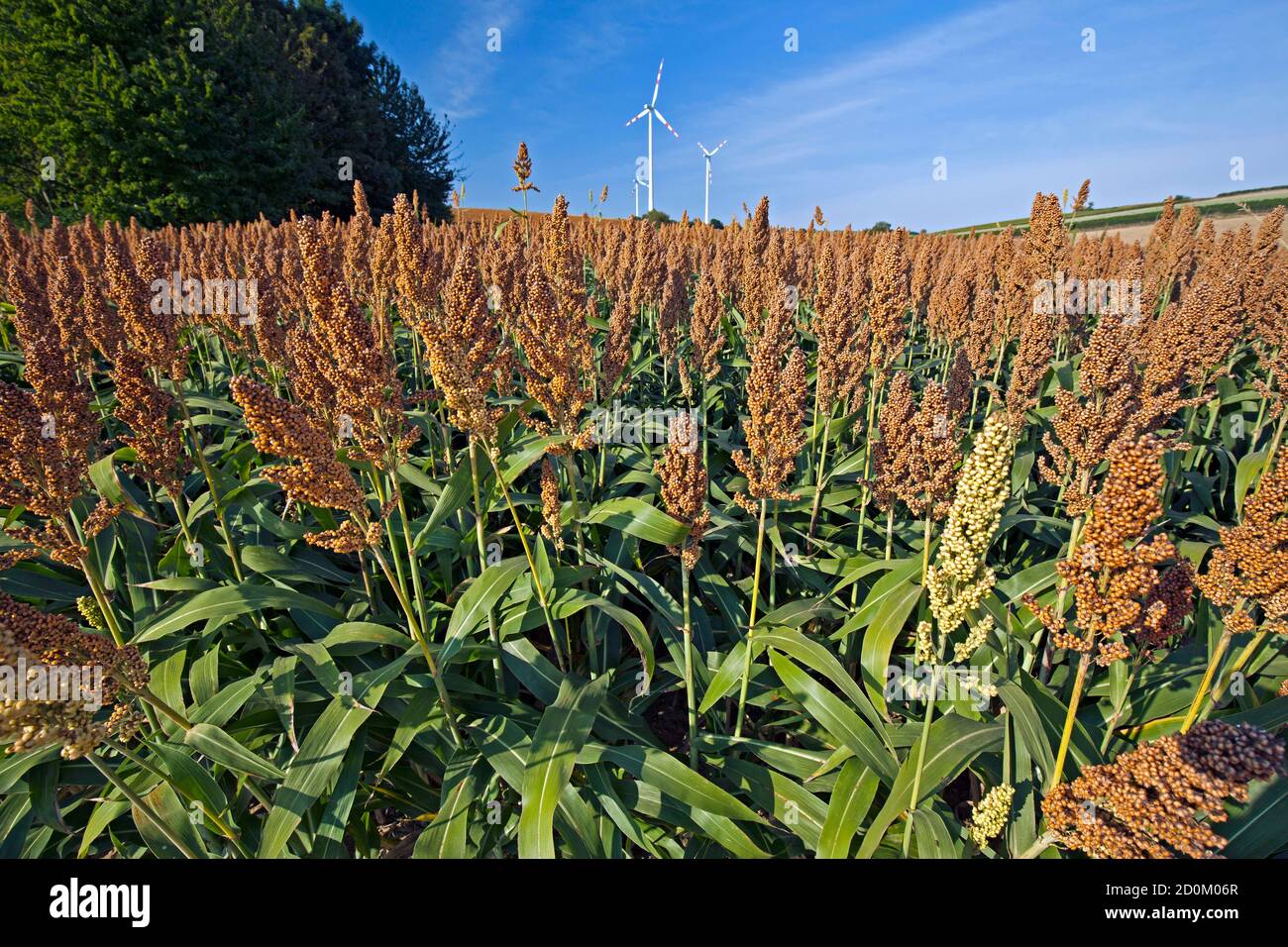 Millet field hi-res stock photography and images - Alamy