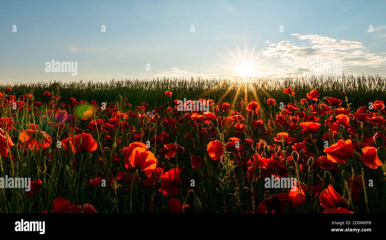 Close up in poppy field and sun. Remembrance day Stock Photo - Alamy