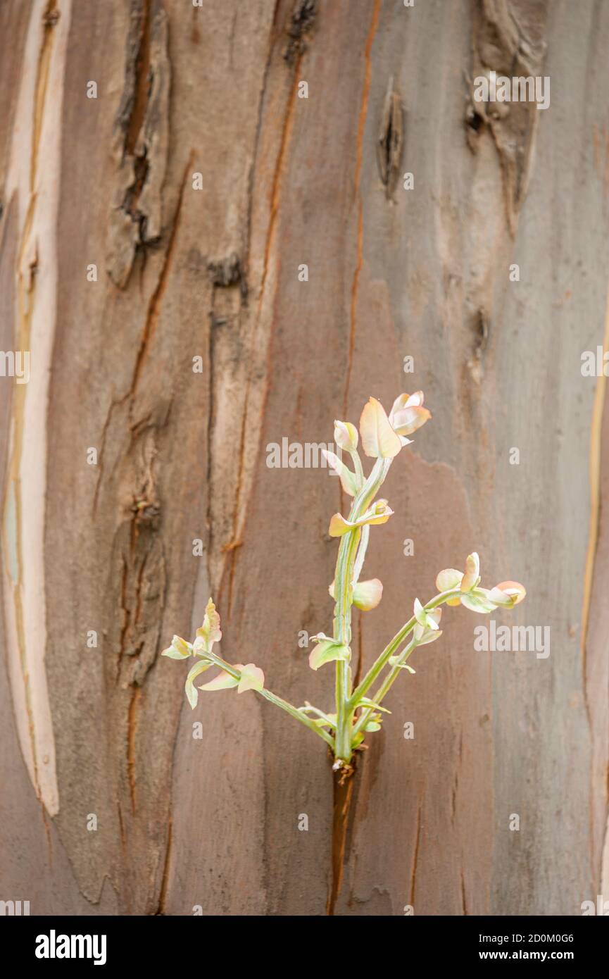 Bark detail of Plane tree trunk, Platanus native to the Northern ...