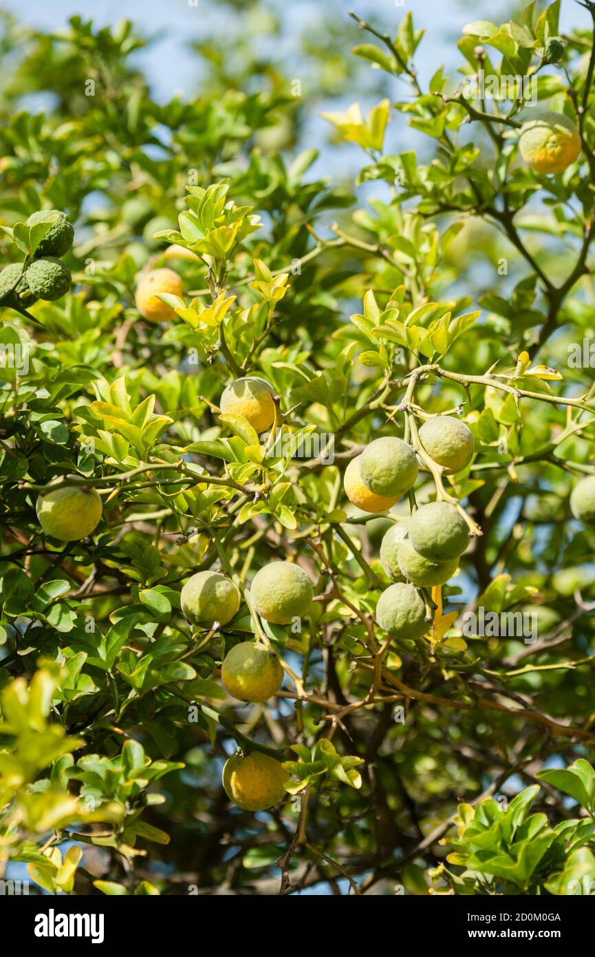 Yellow and green Fruits of Bergamot orange on tree, Citrus bergamia ...
