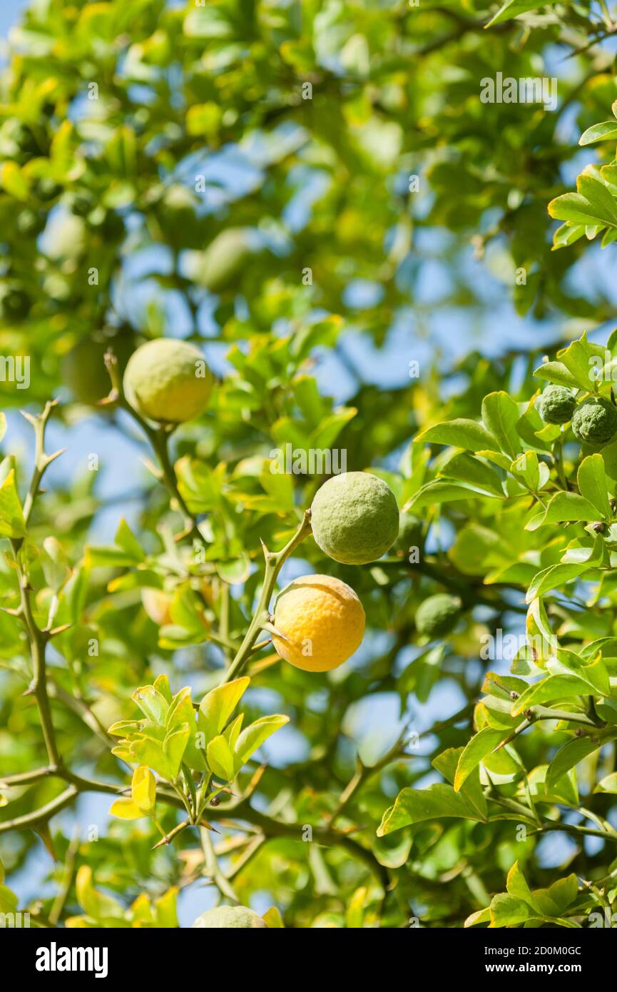 Citrus bergamia hi-res stock photography and images - Alamy