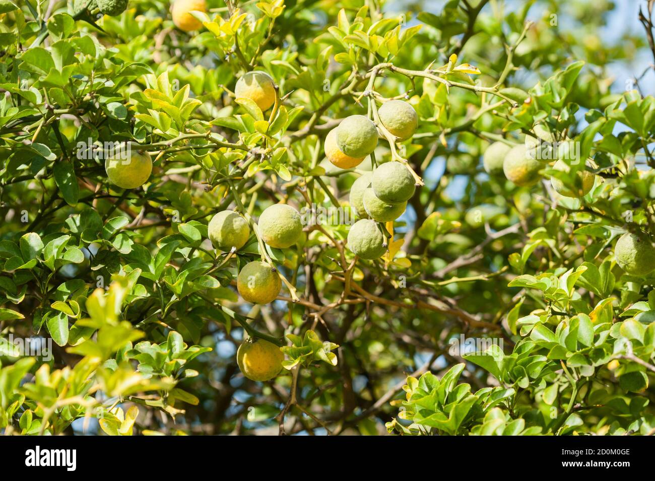 Bergamot Tree High Resolution Stock Photography and Images - Alamy