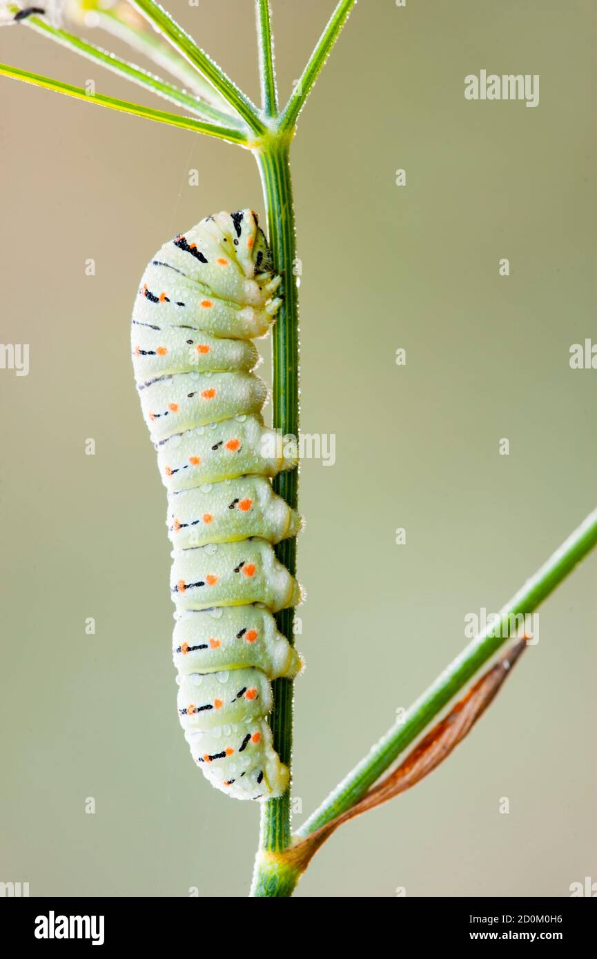 Caterpillar of common yellow swallowtail butterfly, Papilio machaon Stock Photo - Alamy