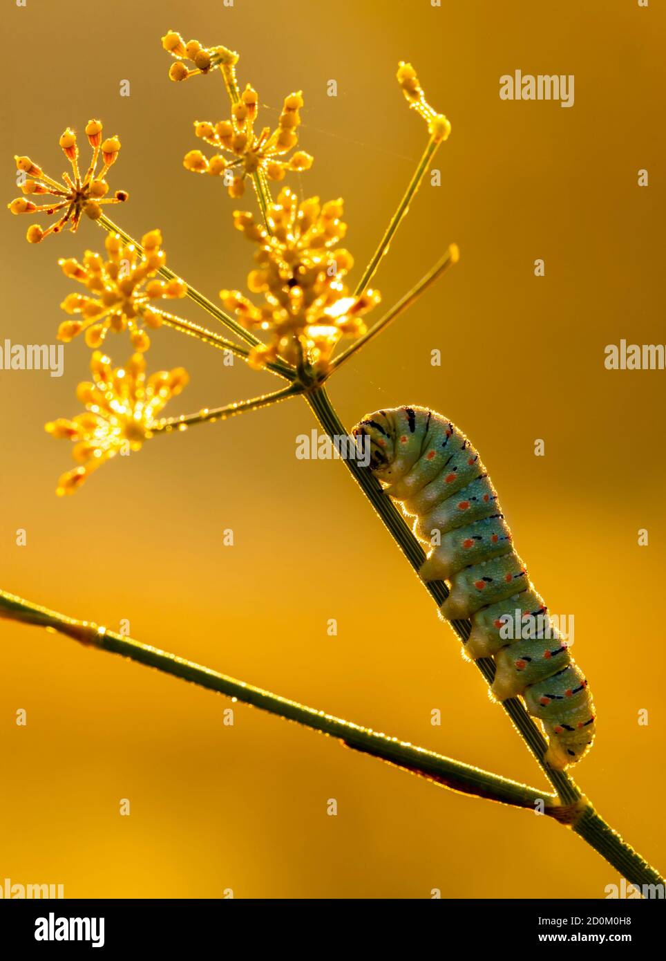 Caterpillar of common yellow swallowtail butterfly, Papilio machaon Stock Photo - Alamy