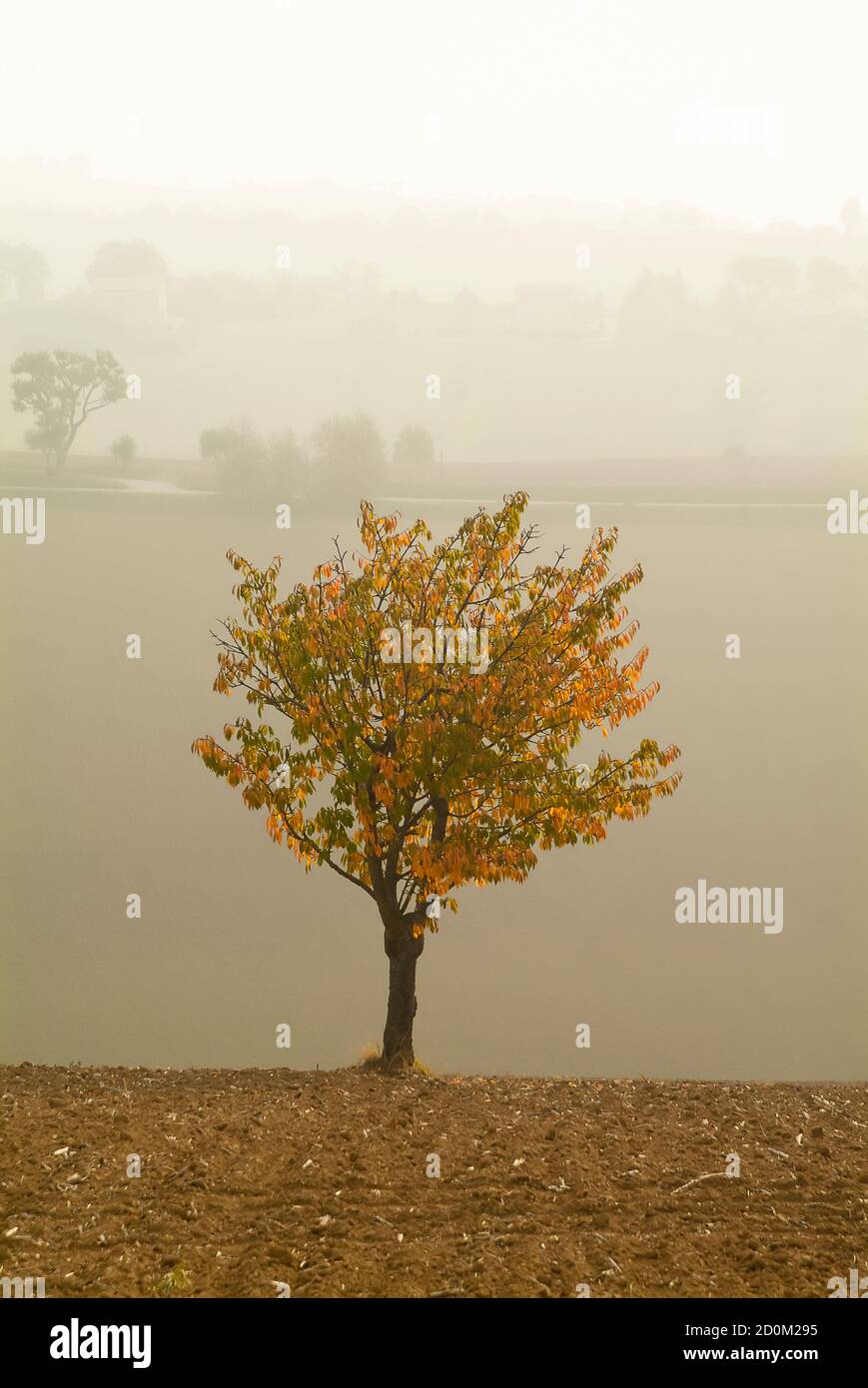 Peach tree hills hi-res stock photography and images - Alamy