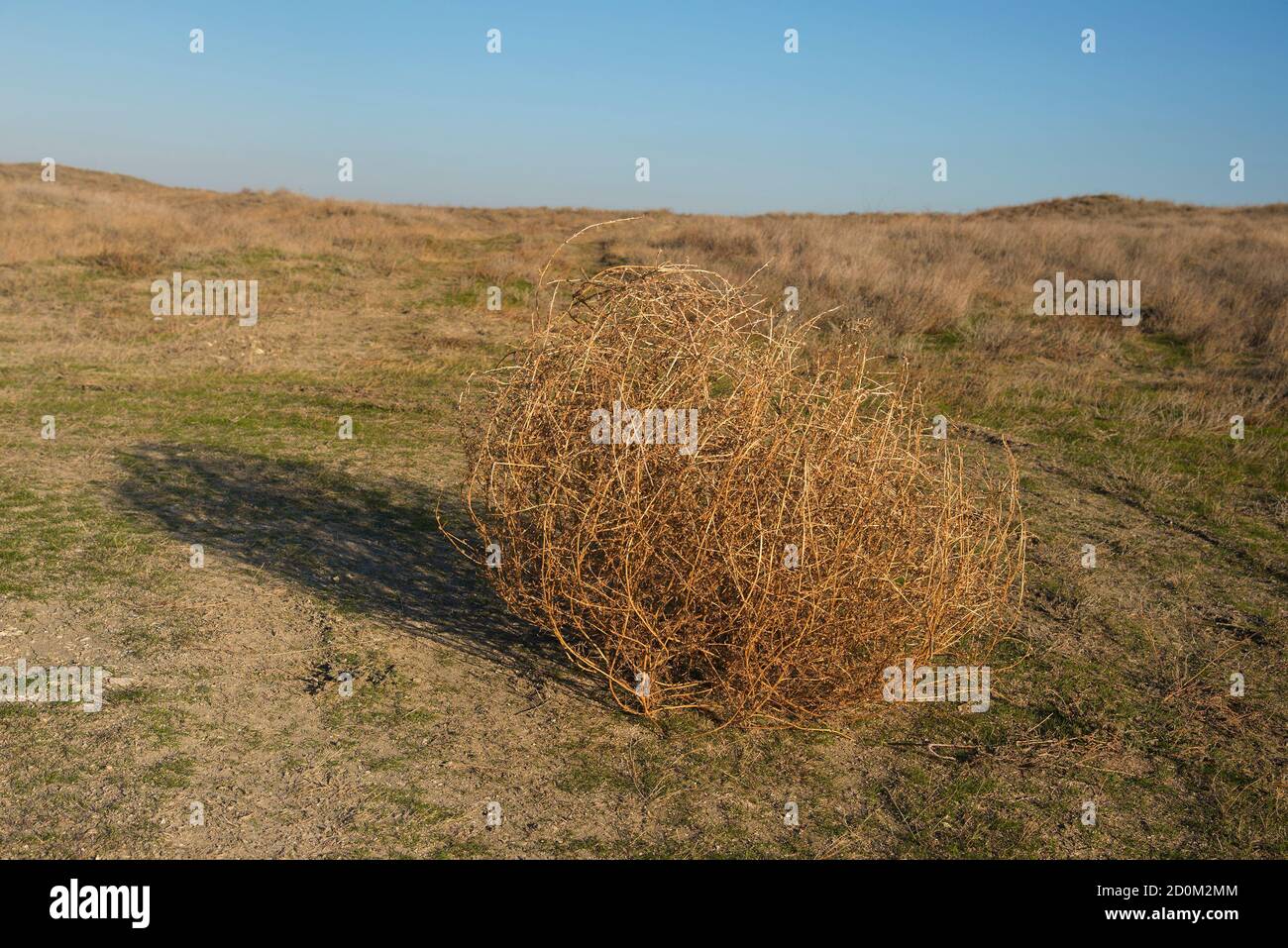 Tumbleweed is in dry steppe Stock Photo - Alamy