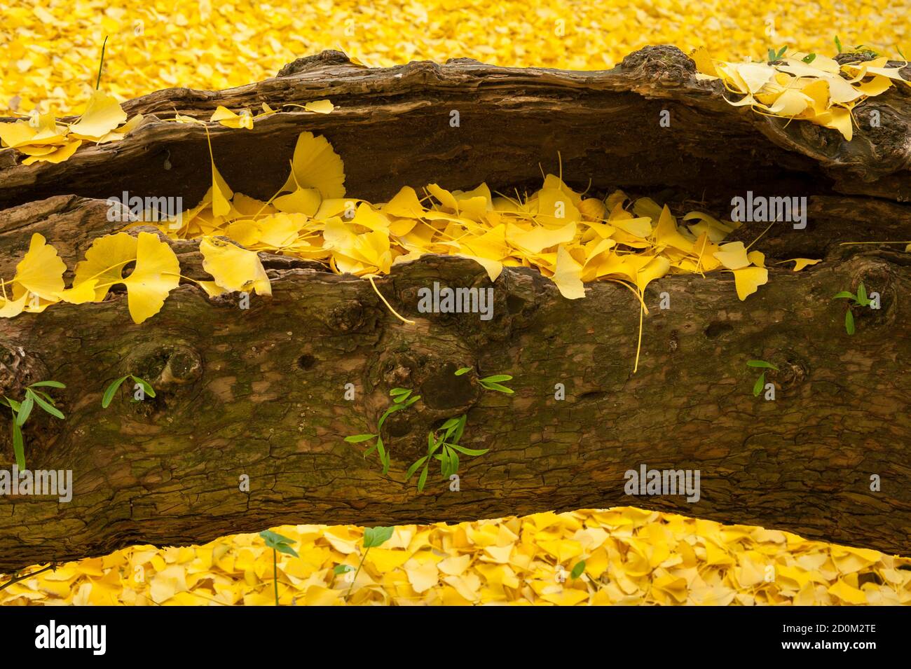 Ginkgo biloba leaves in autumn, ginkgo or gingko, maidenhair tree, is ...