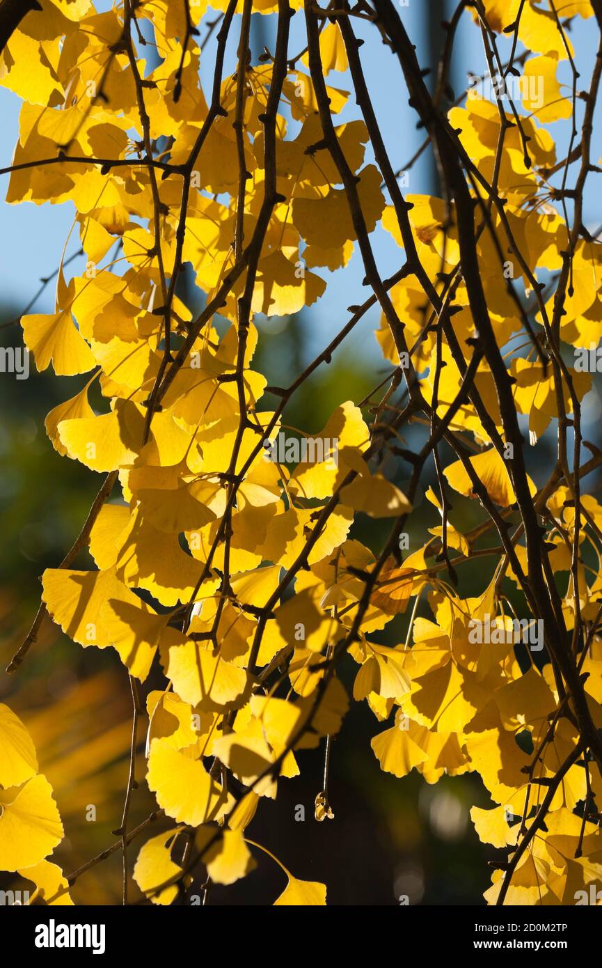 Ginkgo biloba leaves in autumn, ginkgo or gingko, maidenhair tree, is ...