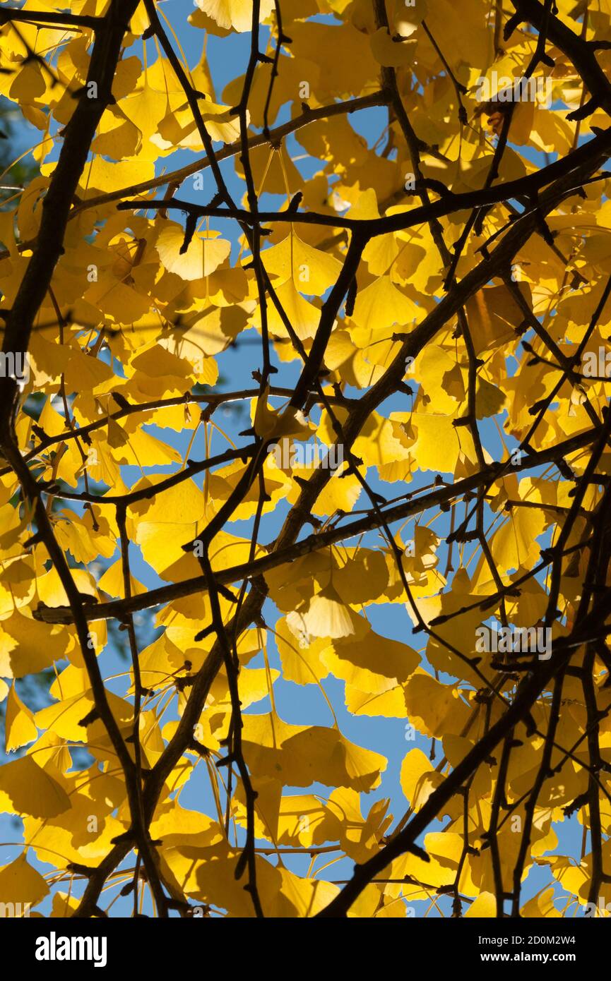 Ginkgo biloba leaves in autumn, ginkgo or gingko, maidenhair tree, is ...