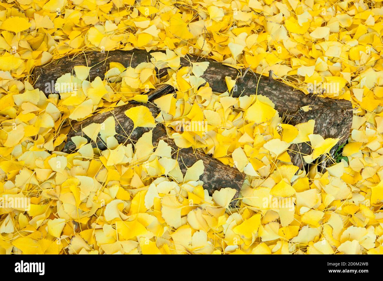 Ginkgo biloba leaves in autumn, ginkgo or gingko, maidenhair tree, is ...