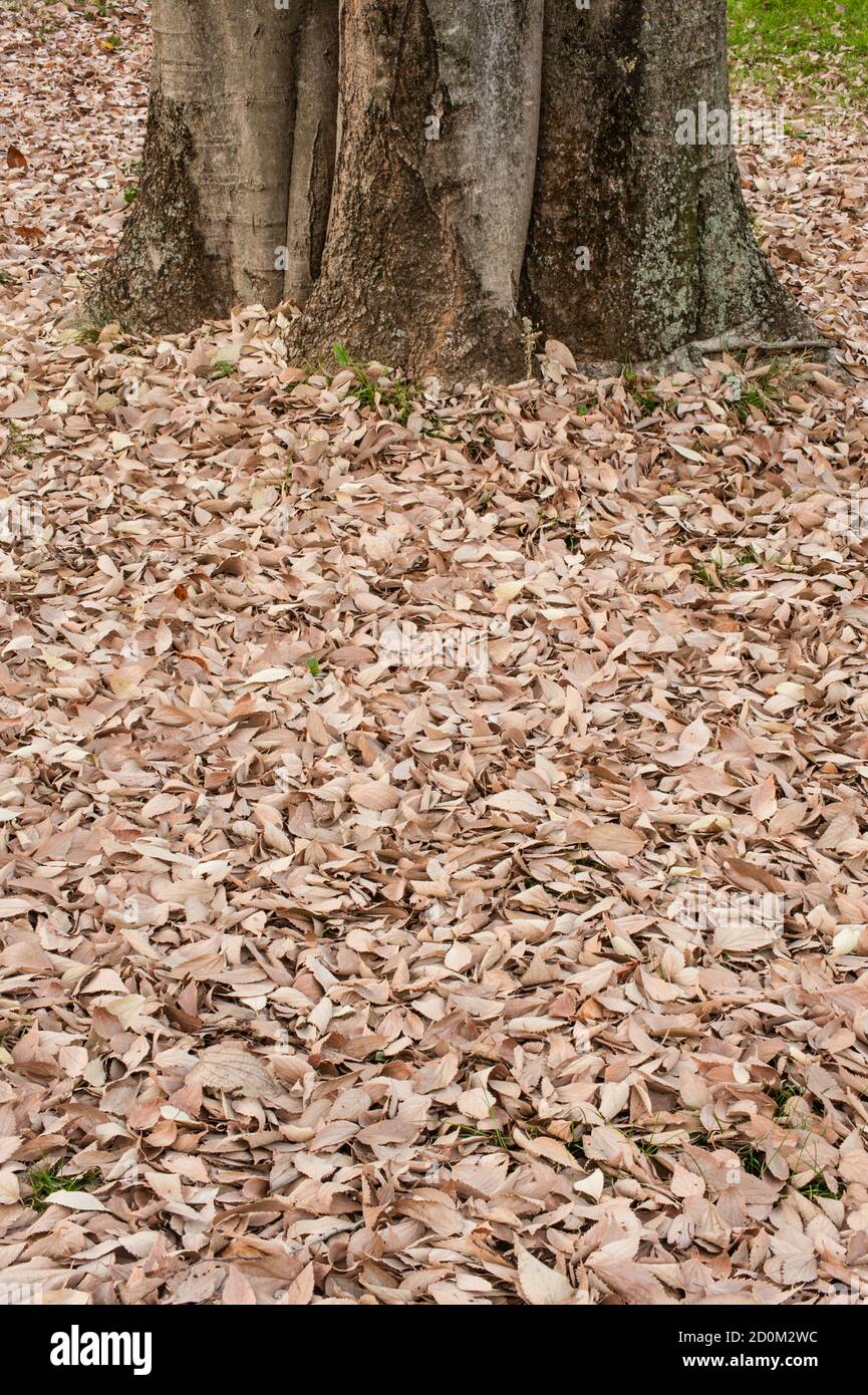Leaves under the tree hi-res stock photography and images - Alamy