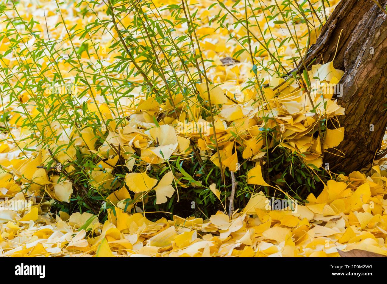 Ginkgo biloba leaves in autumn, ginkgo or gingko, maidenhair tree, is ...