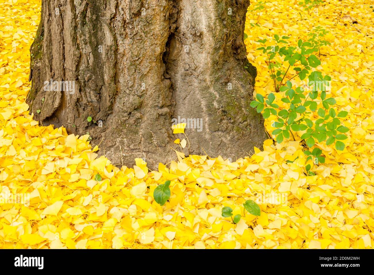 Ginkgo biloba leaves in autumn, ginkgo or gingko, maidenhair tree, is ...