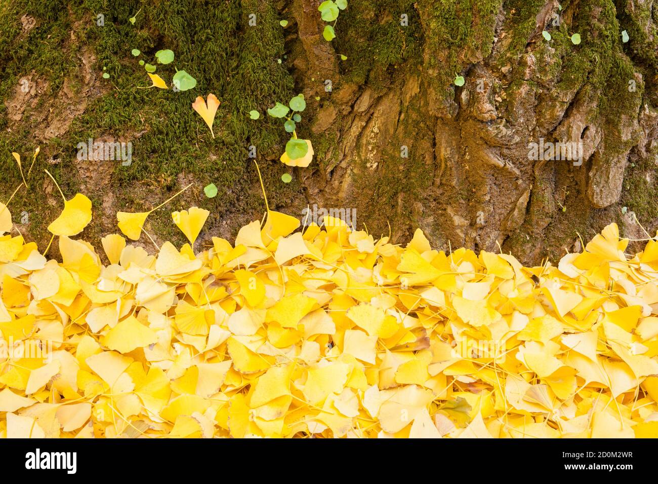 Ginkgo biloba leaves in autumn, ginkgo or gingko, maidenhair tree, is ...
