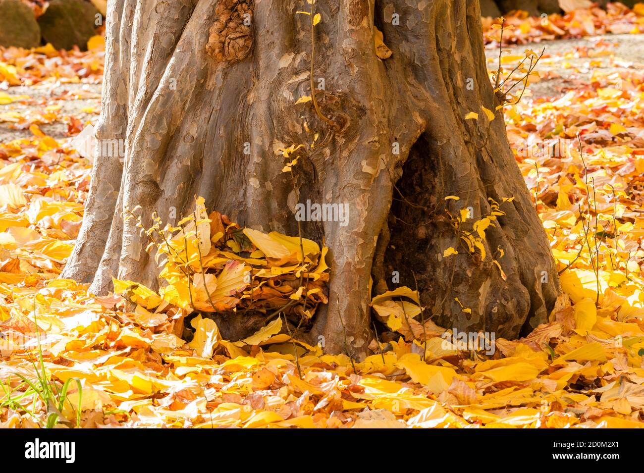 Parrotia persica tree in autumn, commonly called Persian ironwood ...