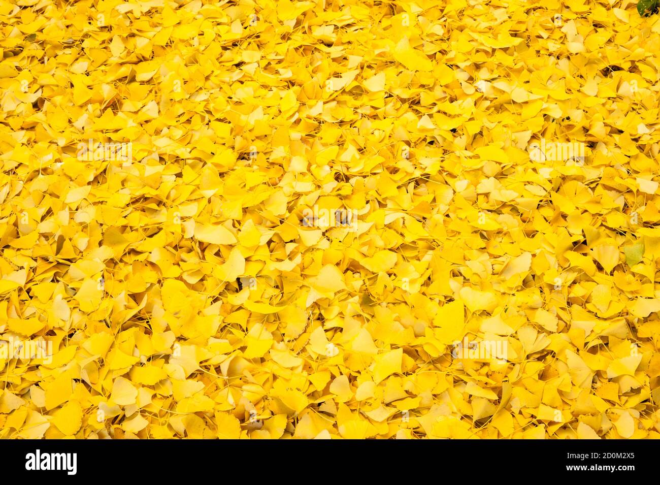 Ginkgo biloba leaves in autumn, ginkgo or gingko, maidenhair tree, is ...