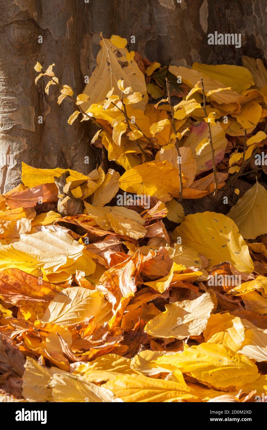 Parrotia persica tree in autumn, commonly called Persian ironwood ...