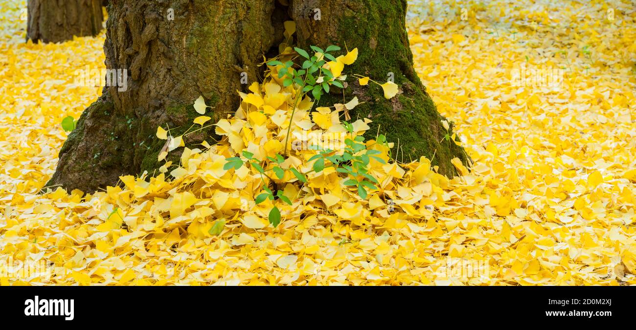 Ginkgo biloba leaves in autumn, ginkgo or gingko, maidenhair tree, is ...