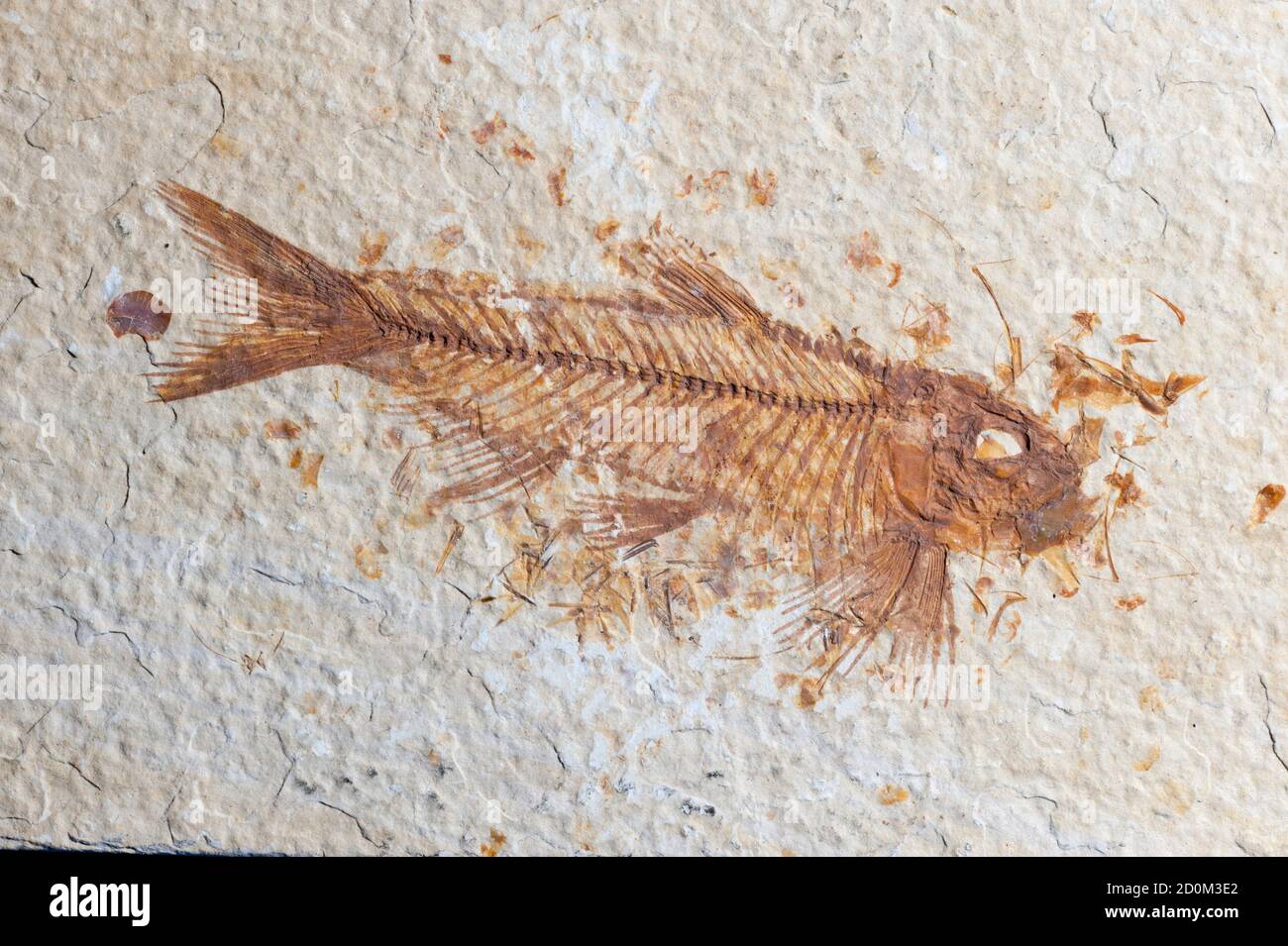 Close up Fossil fish of prehystoric era Stock Photo - Alamy