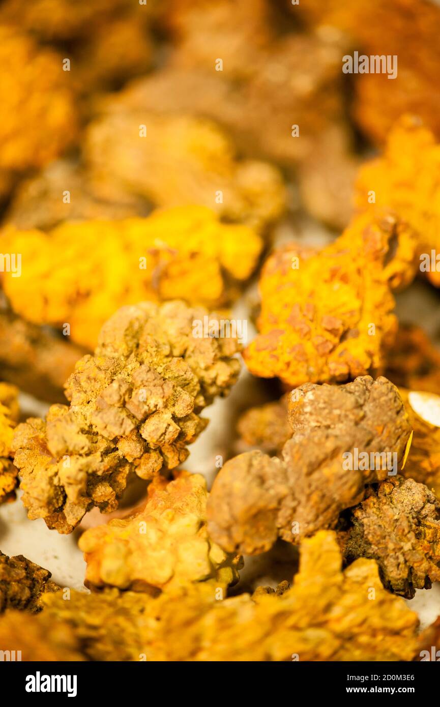 Mass of coprolite, fossilized feces of dinosaurs Stock Photo - Alamy