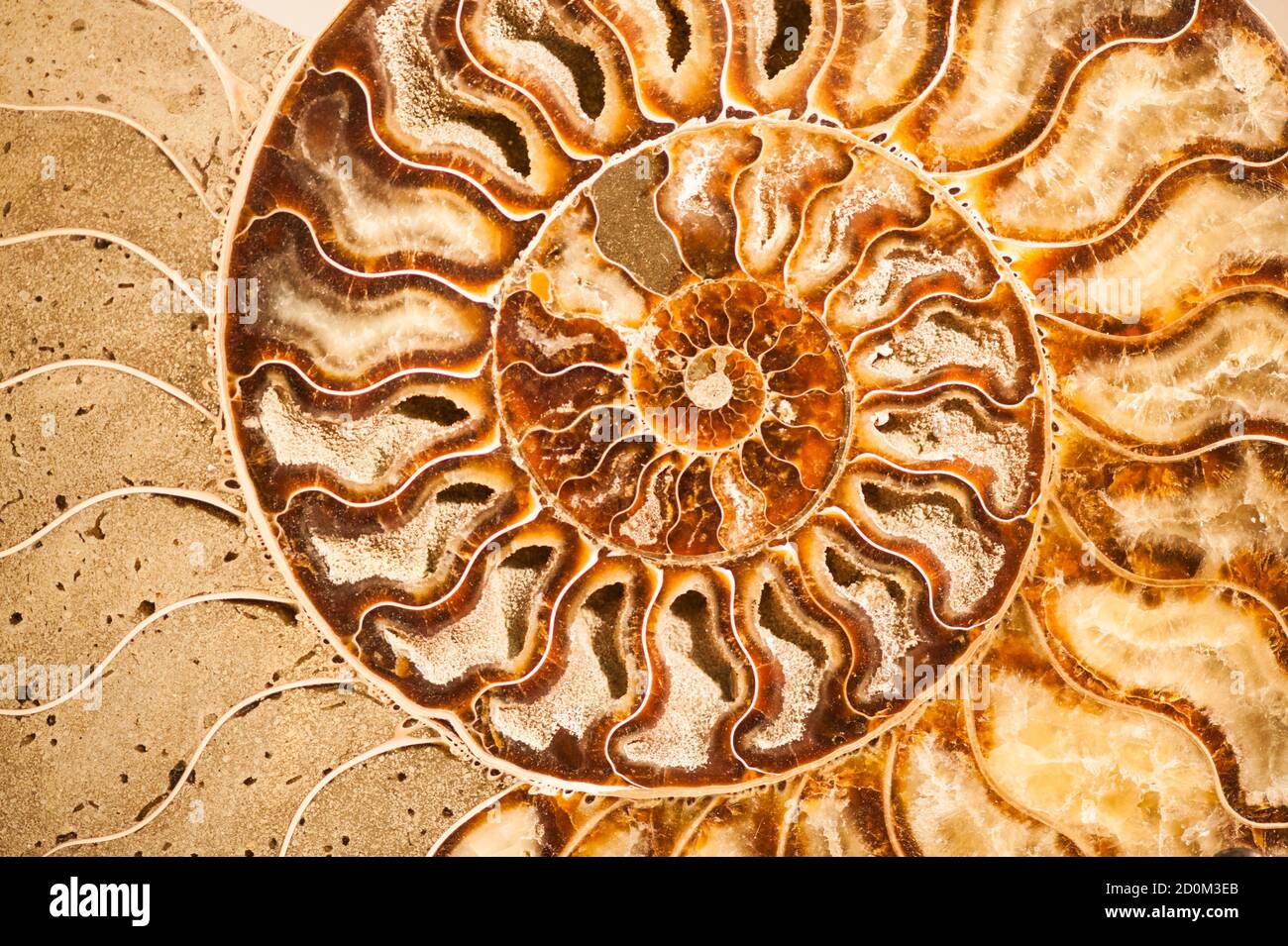 Detail of ammonite fossil shell with mineral cristals inside Stock ...