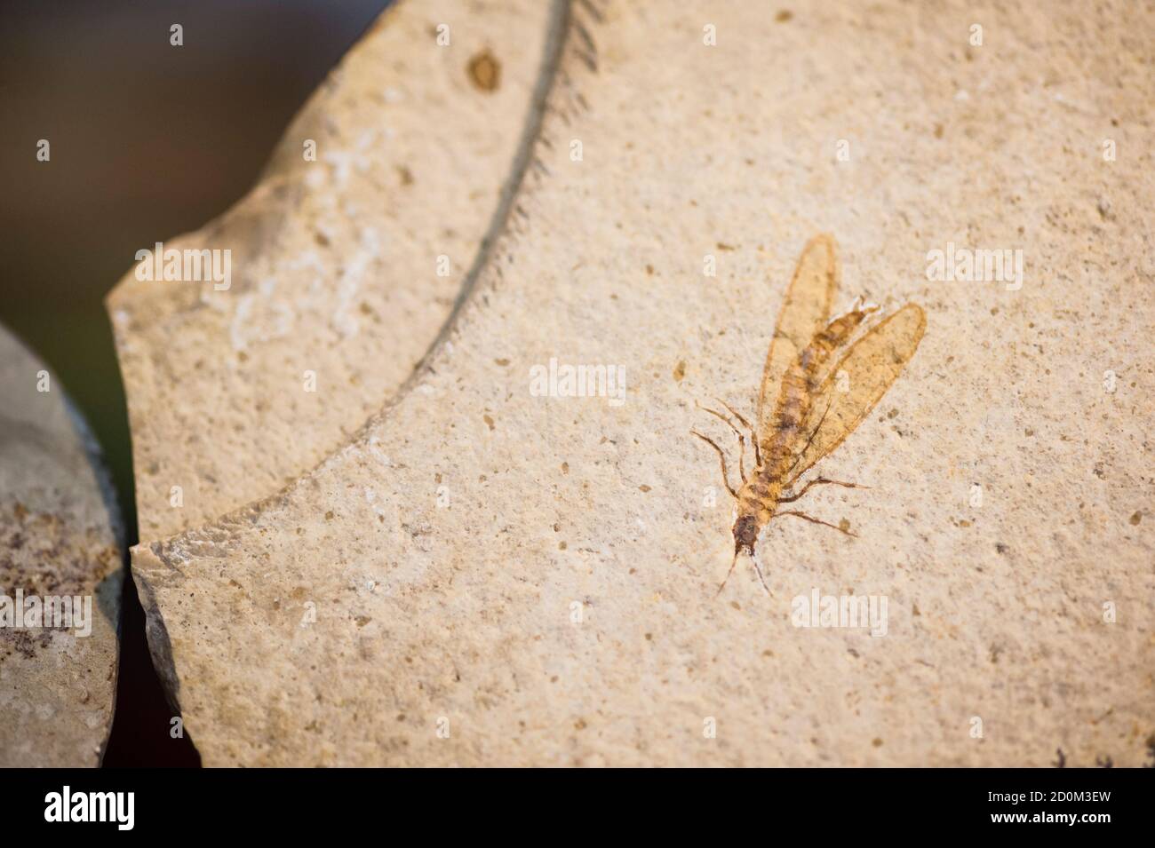 Fossil of insect with wings and legs Stock Photo - Alamy