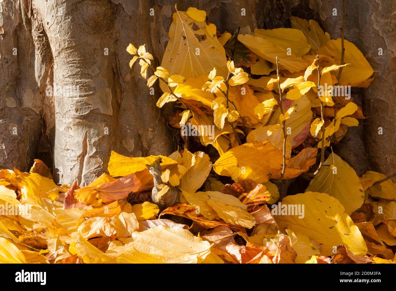 Parrotia persica tree in autumn, commonly called Persian ironwood ...