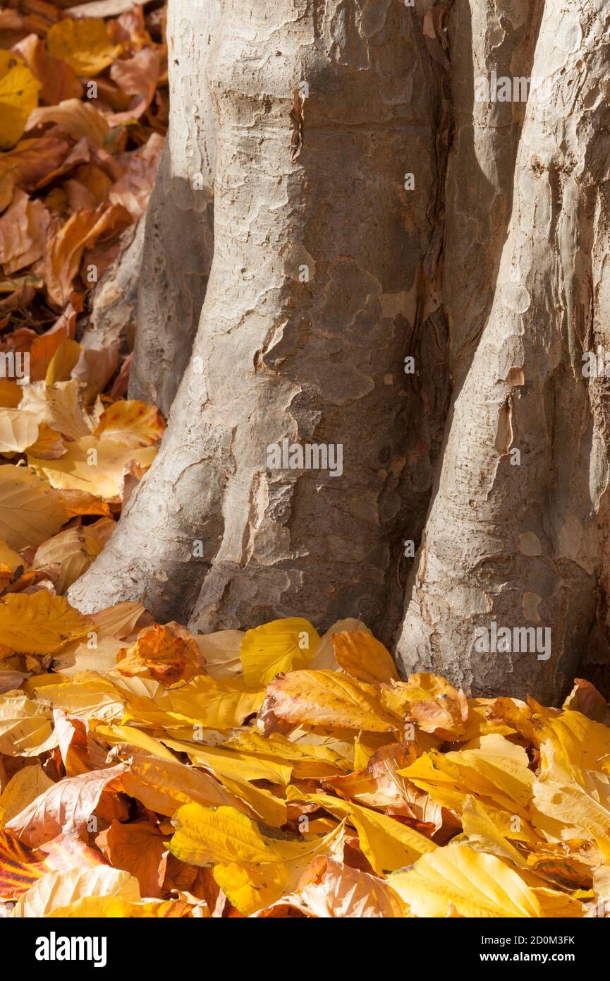 Parrotia persica tree in autumn, commonly called Persian ironwood ...