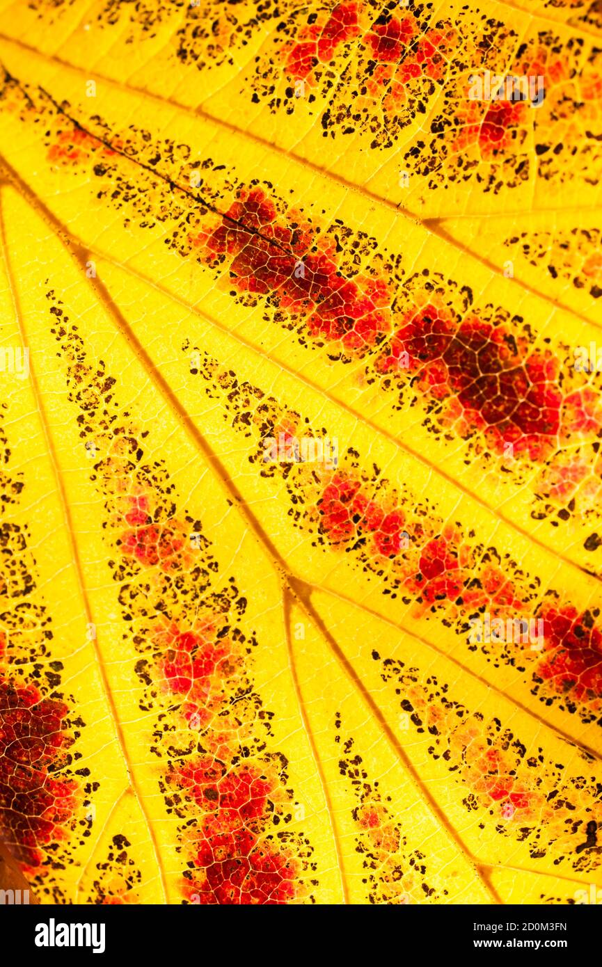 Parrotia persica tree in autumn, commonly called Persian ironwood ...