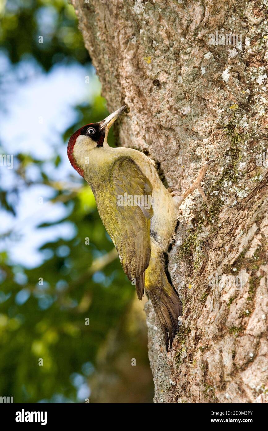 Green Woodpecker, picus viridis on Tree Trunk, Normandy Stock Photo - Alamy