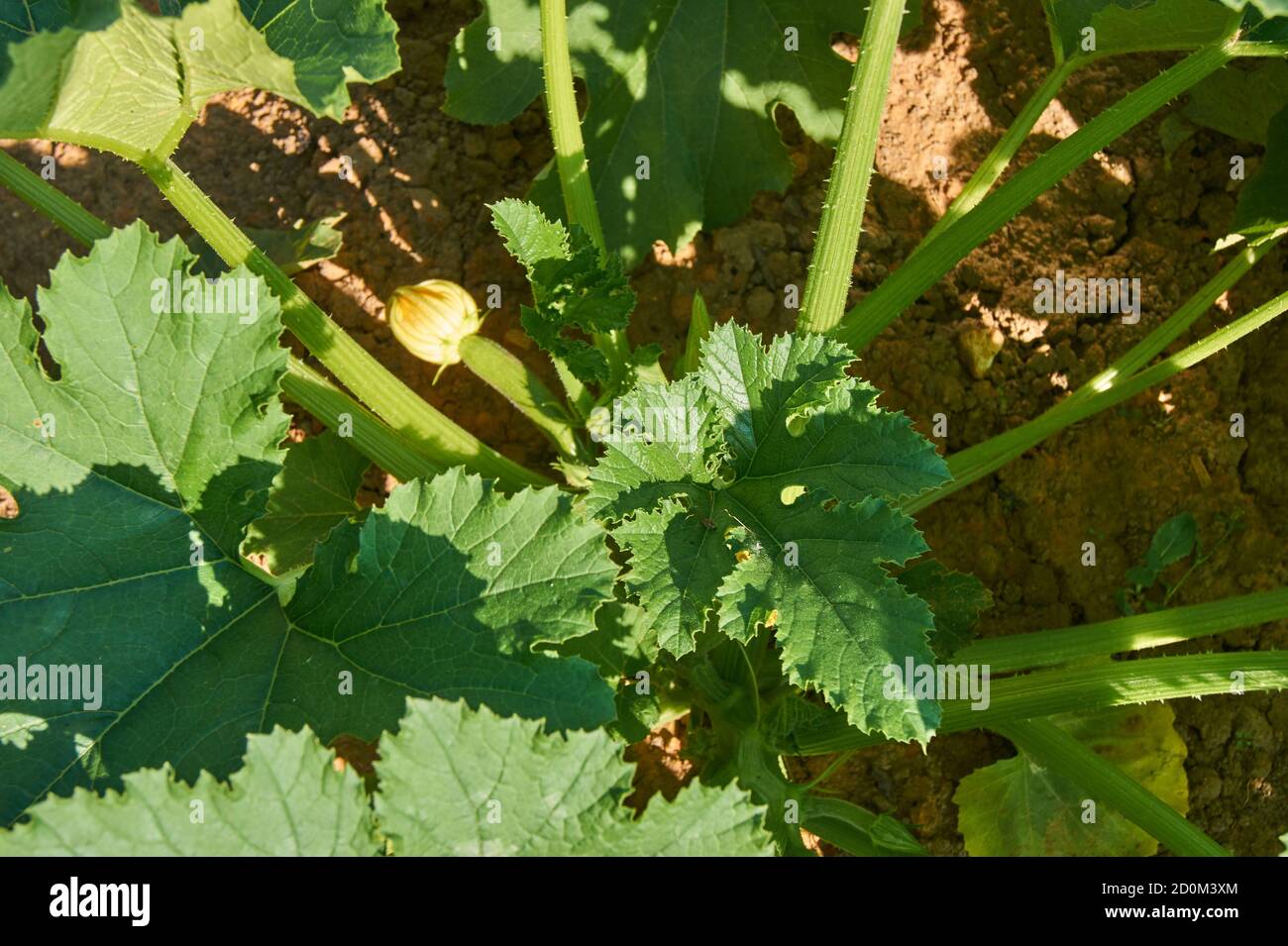 Growing squash in Vegetable garden. Natural farming and healthy eating ...