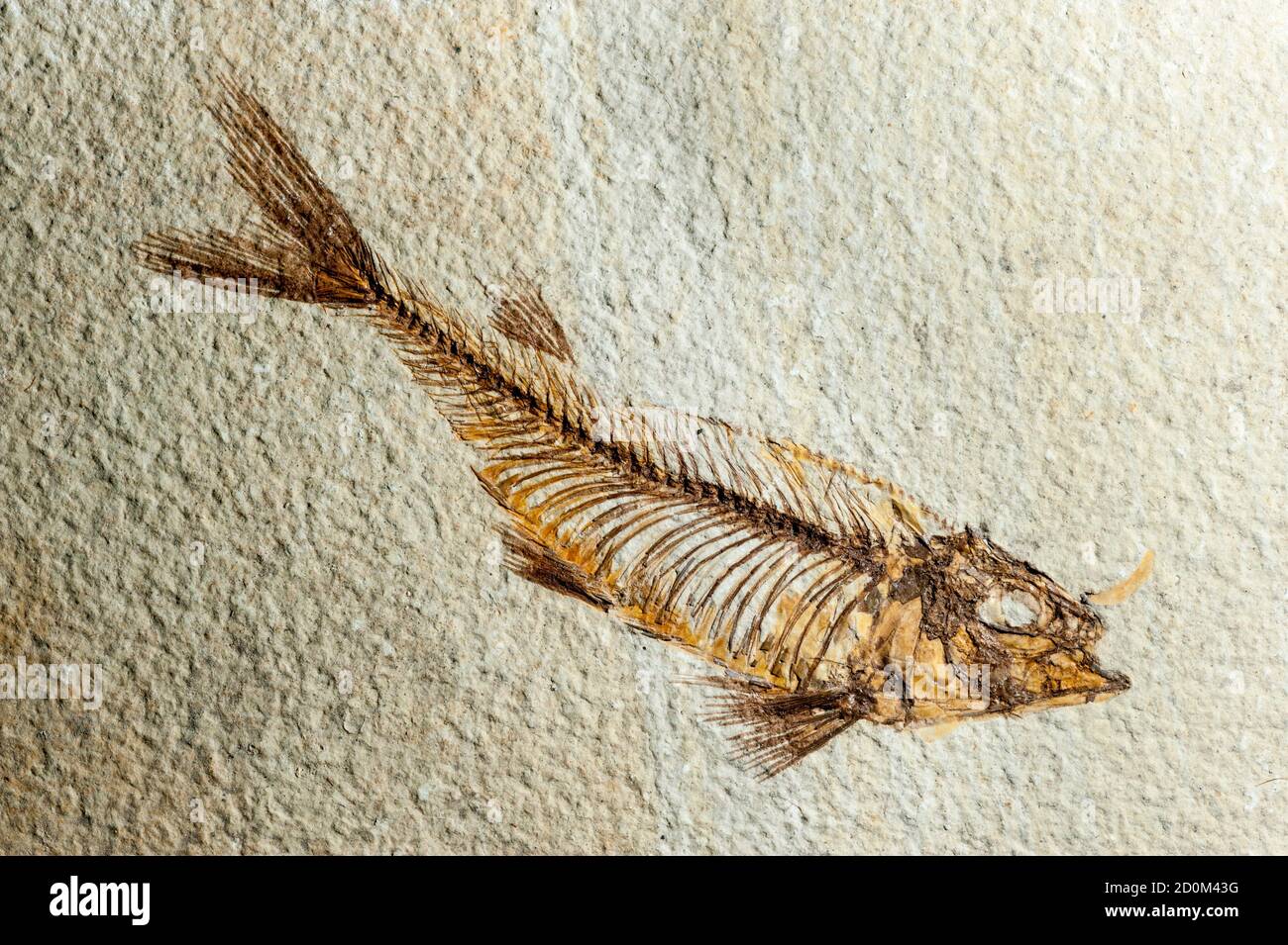 Close up Fossil fish of prehystoric era Stock Photo - Alamy