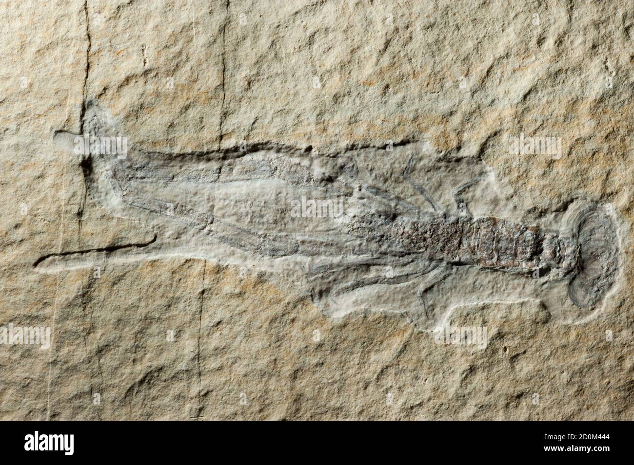 Fossil prehistoric shrimp hi-res stock photography and images - Alamy